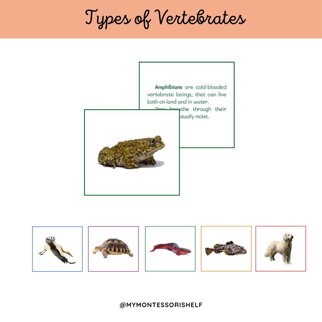 Types of Vertebrates - Etsy