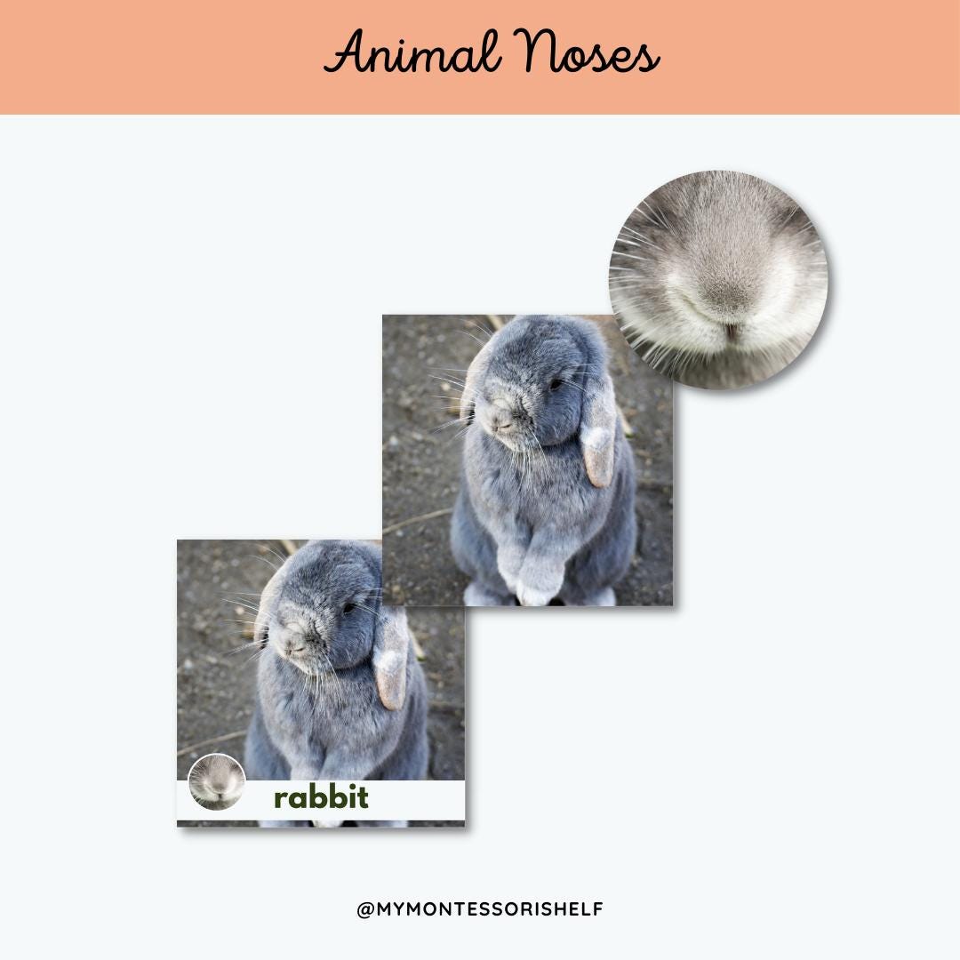 Animal Noses Cards - Etsy
