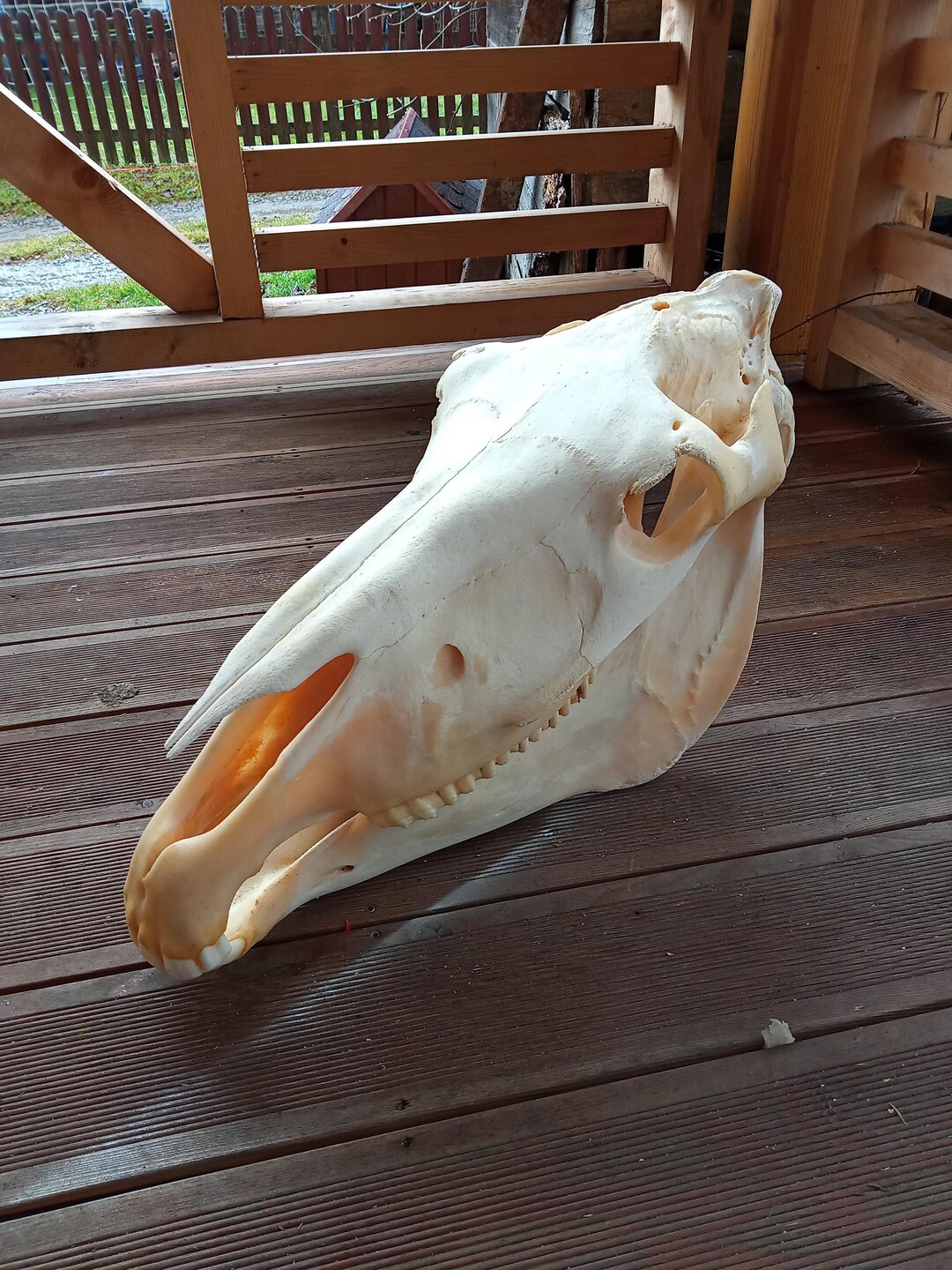 Horse Large Giant Stallion Skull Taxidermy Education Study Arts Crafts ...