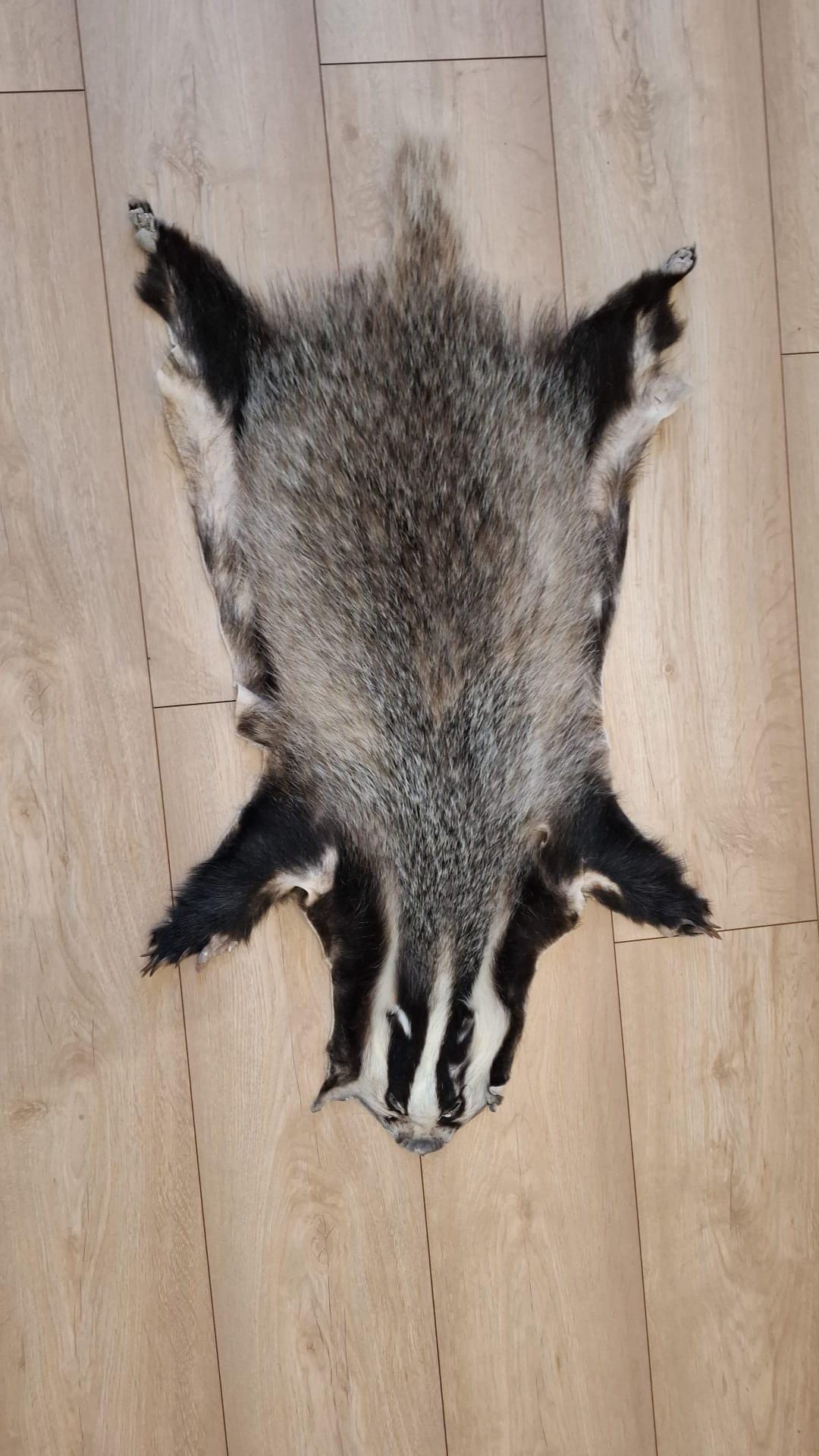 Wild Badger Pelt Skin Hide Fur Taxidermy Natural Home Decor Area Rug - Etsy