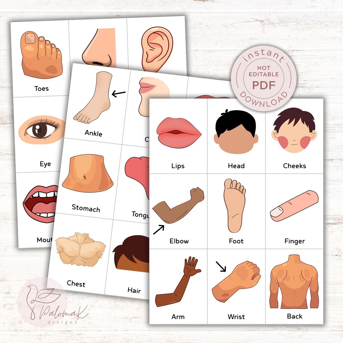 Printable Human Body Parts Flashcards (PDF Download) - Etsy