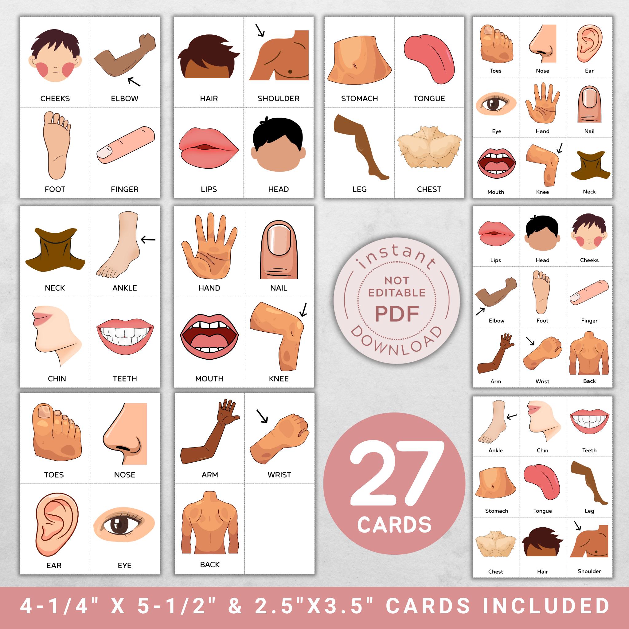 Printable Human Body Parts Flashcards (PDF Download) - Etsy