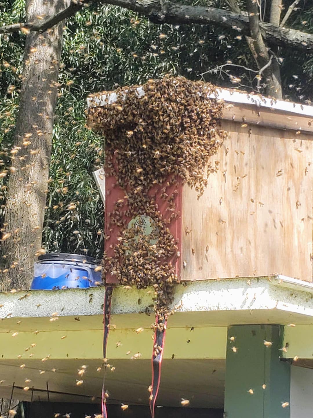 Honeybee Swarm Trap / Bait Hive; Catch Some FREE BEES!! - Etsy
