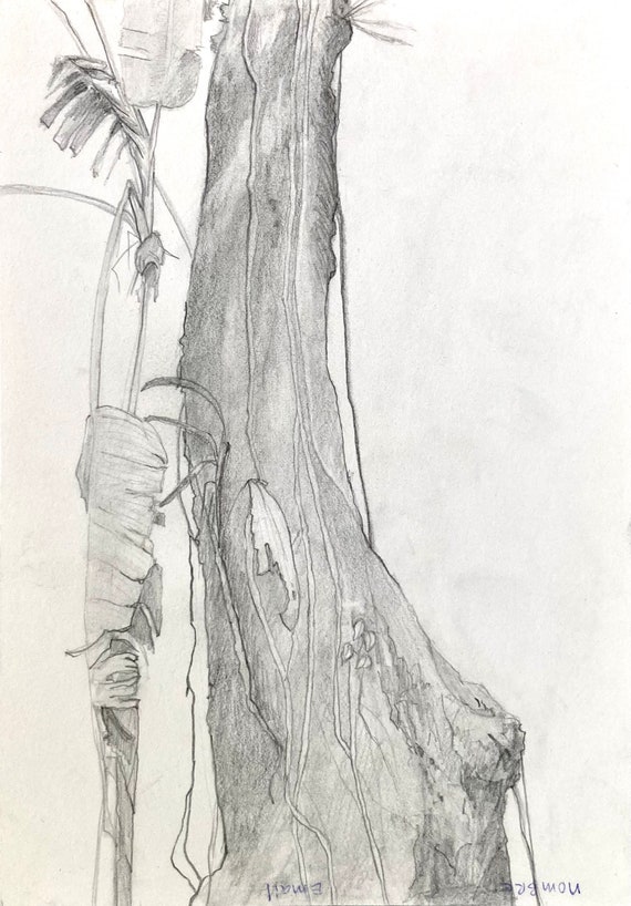 Rainforest Tree Drawing