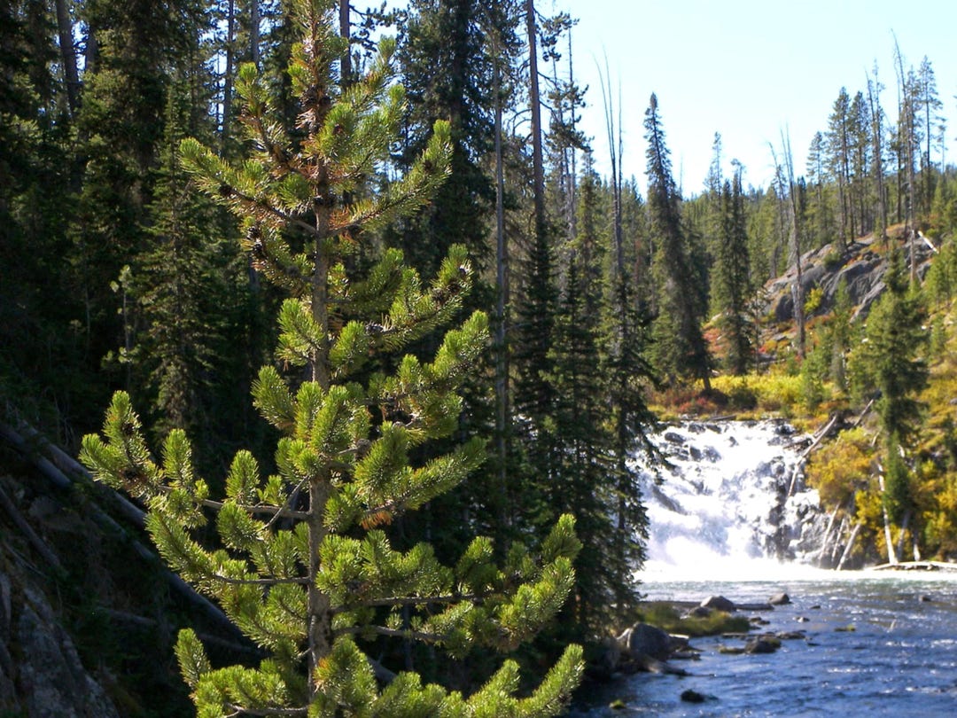 Landscape Reference Photo for Artists | Tree Foreground & Waterfall ...