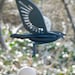 Cornish Crow Decoration Laser Cut / Lasercut Mdf Raven Goth Emo Edgar ...