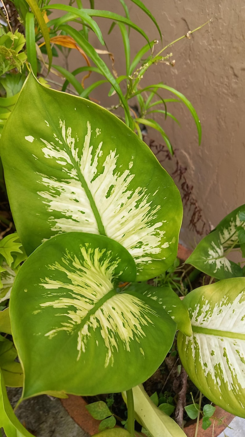 50 Seeds Dieffenbachia Live Plant Easy to Seasons SG-14 - Etsy