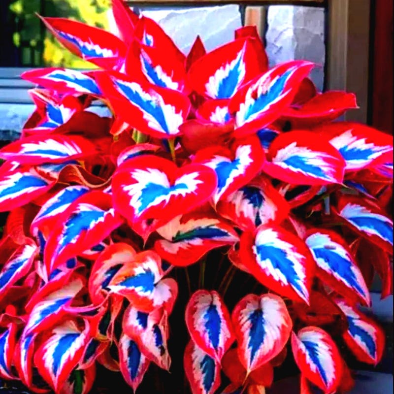 Red White Blue Hosta Bulb - Etsy