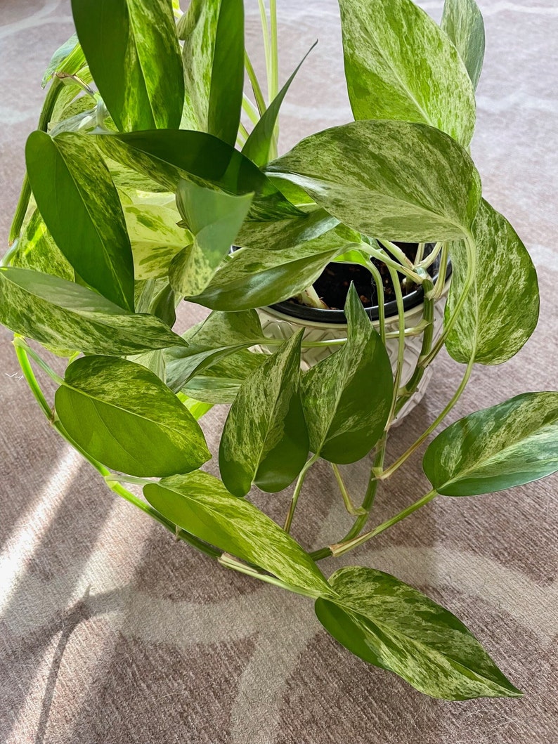 Pothos Plant Cutting for Propagation. Marble Queen, Easy Plant ...