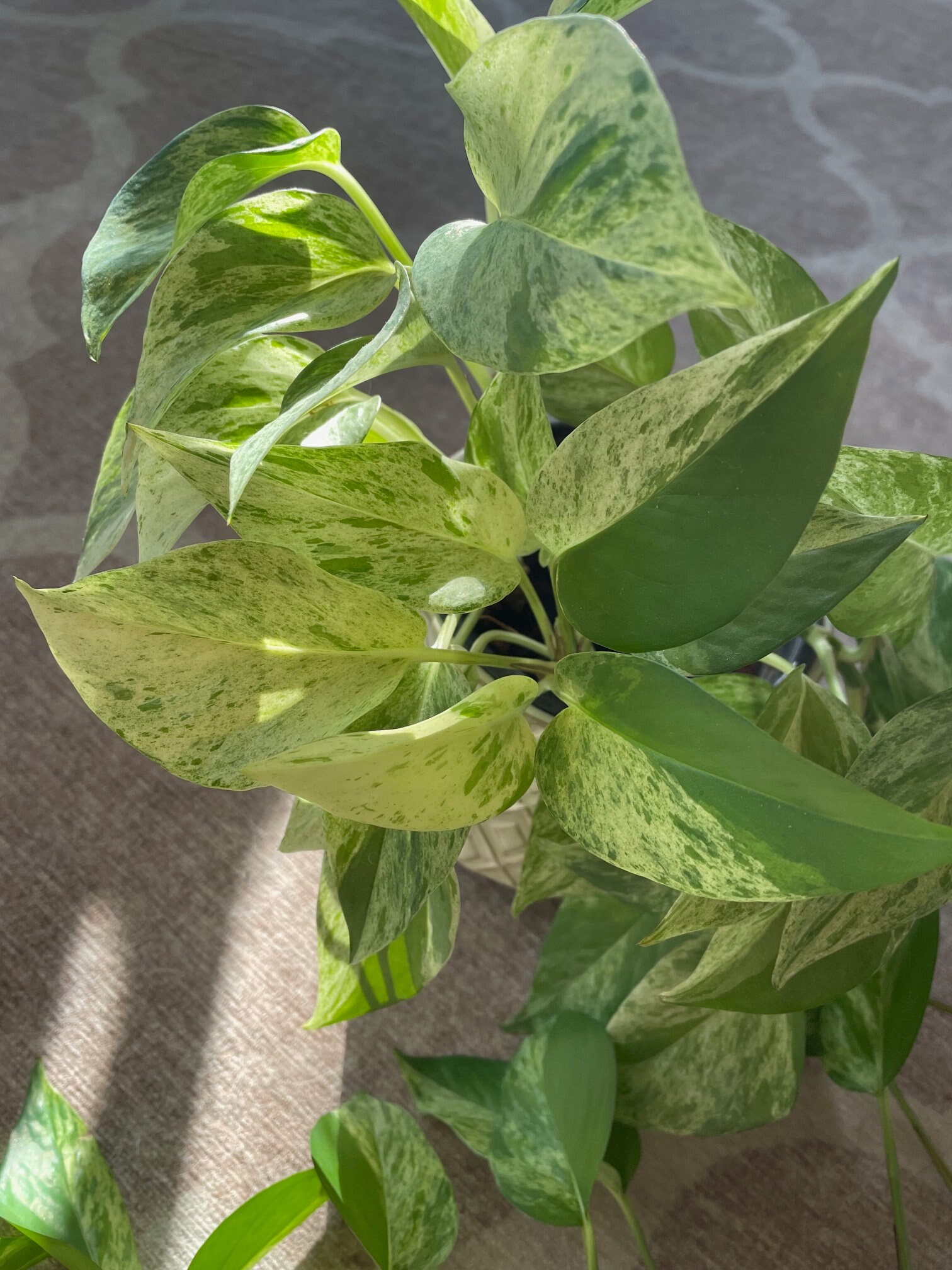 Pothos Plant Cutting for Propagation. Marble Queen, Easy Plant ...