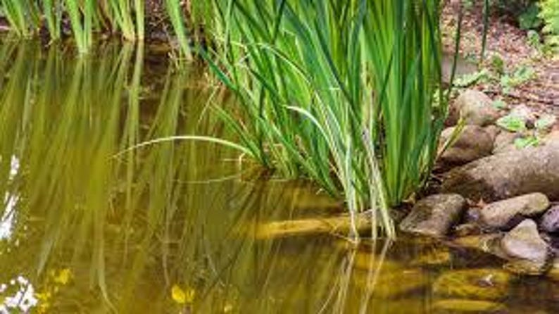 Sweet Flag Root/ Acorus Calamus/ Loose Cut Root /dried Herbs - Etsy