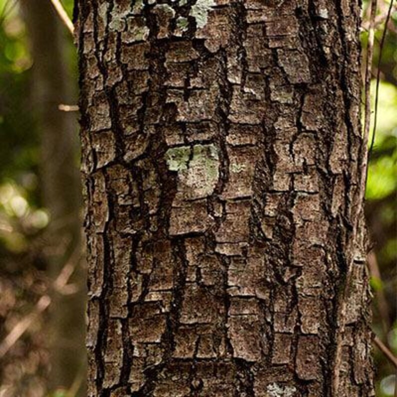 Pygeum Bark – Prunus Africana / Forest Tree Bark - Etsy