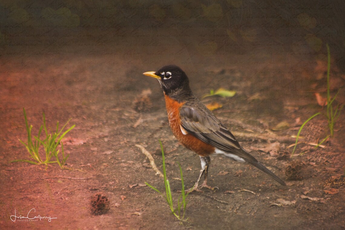 Romeo the Robin Fine Art Photo Signed by Me | Etsy