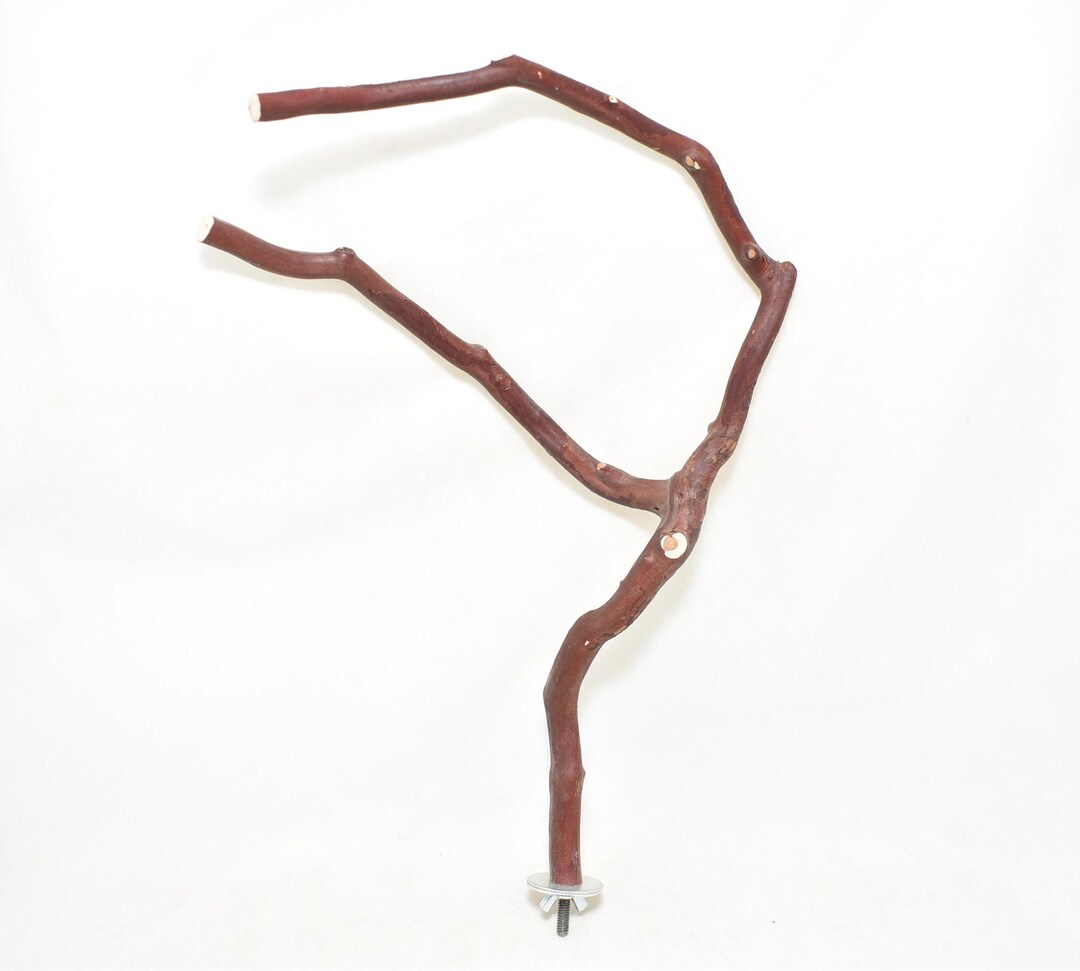 Manzanita Bird Perch Multibranch With Hardware * 15 Inches Long - Etsy