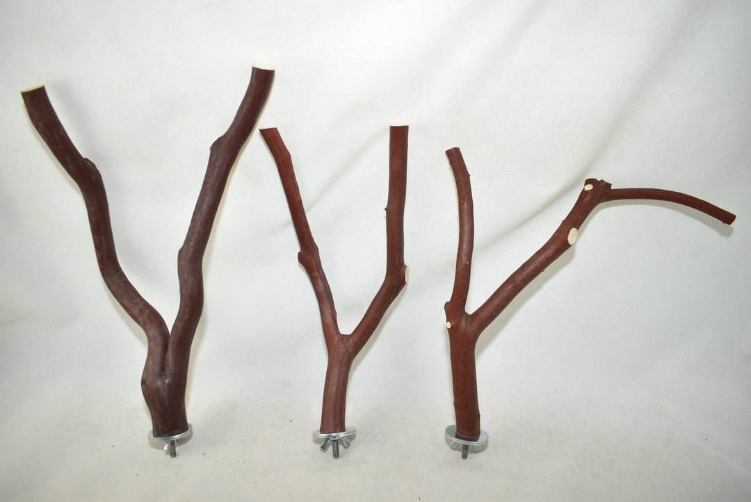 Manzanita Bird Perches Forked Multibranch Set of 3 With Hardware High ...