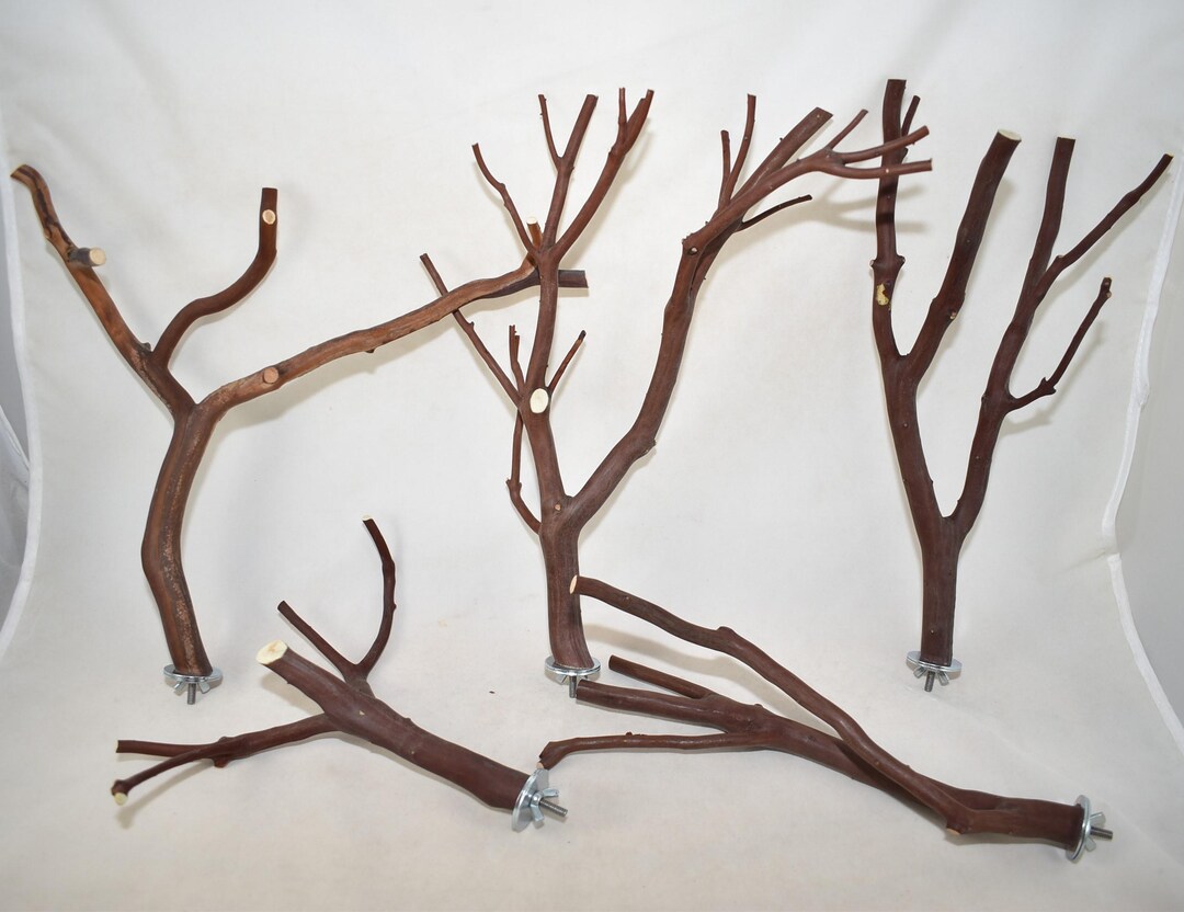 Manzanita Bird Perches Set of FIVE Multibranch With Hardware Peely ...
