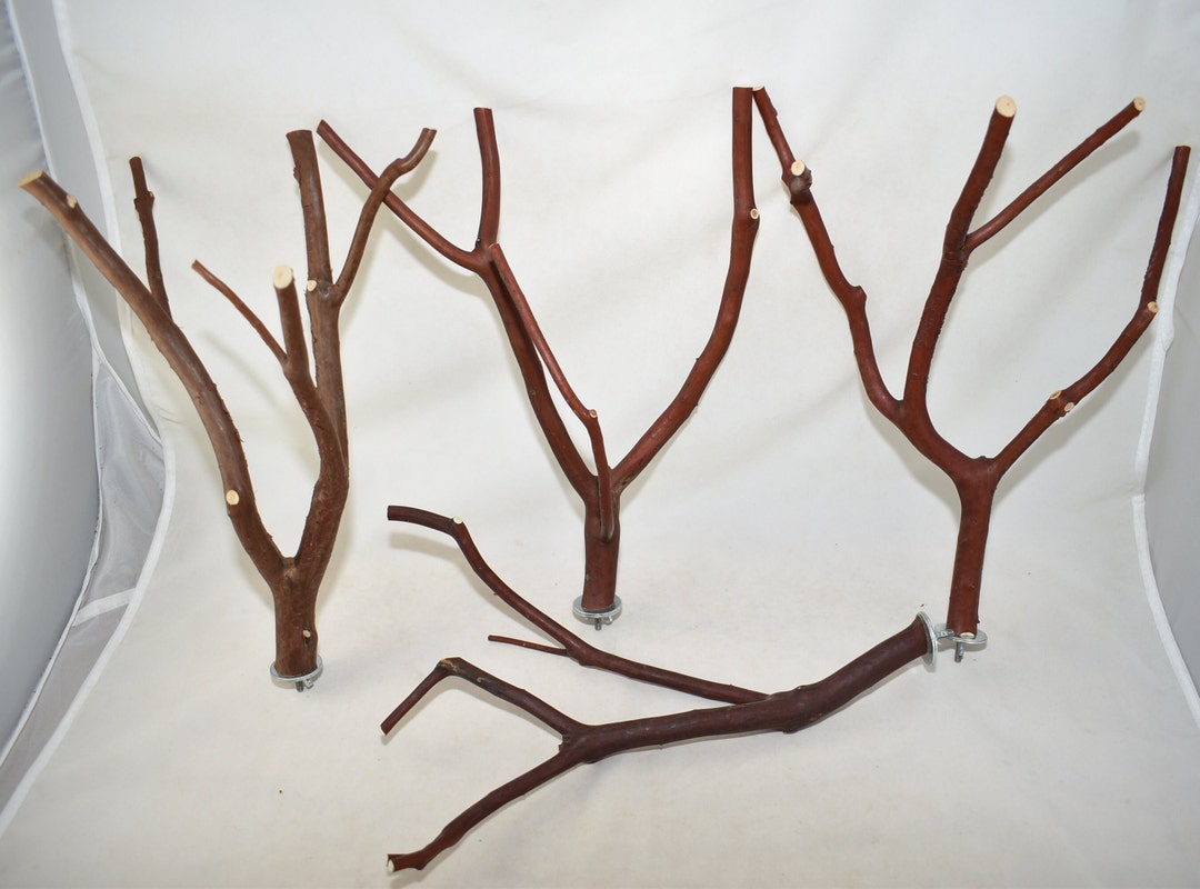 Manzanita Bird Perches Set of Four Multibranch With Hardware * Peely ...