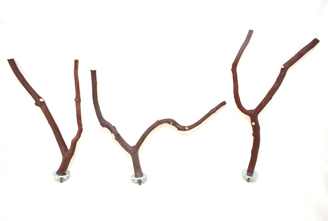 Manzanita Bird Perches: Natural Wood Fork Set of 3 * Oven Cured ...