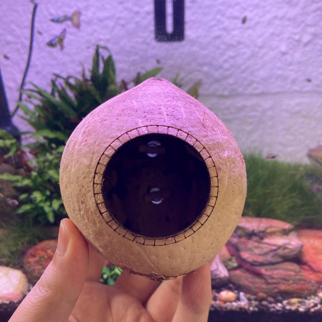 Natural Coconut Shell Fish Cave, Aquarium Hideout - Etsy