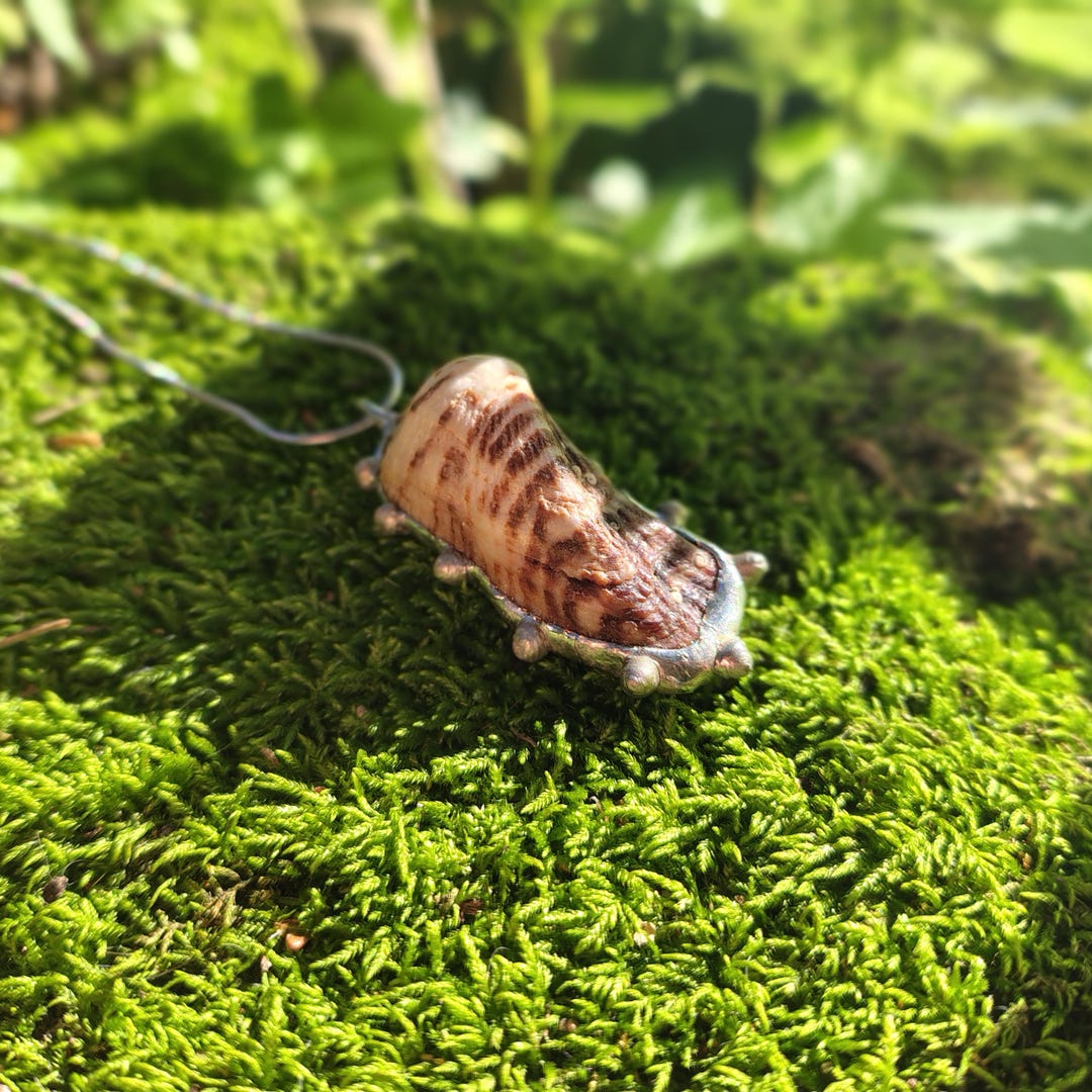 Arca Shell Pendant Necklace No. 2 - Tin-soldered Shell Pendant, Magic ...