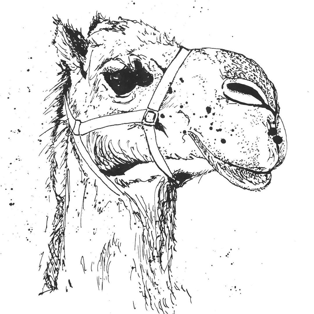 Camel - Ink Sketch, Ink Drawing, Pen and Ink, Black and White, Fine Art ...