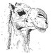 Camel Ink Sketch, Ink Drawing, Pen and Ink, Black and White, Fine Art ...