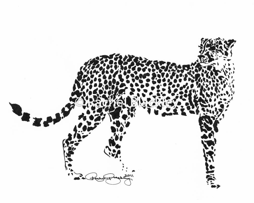 Emerald Green Cheetah - Ink Sketch, Ink Drawing, Pen and Ink, Black and ...