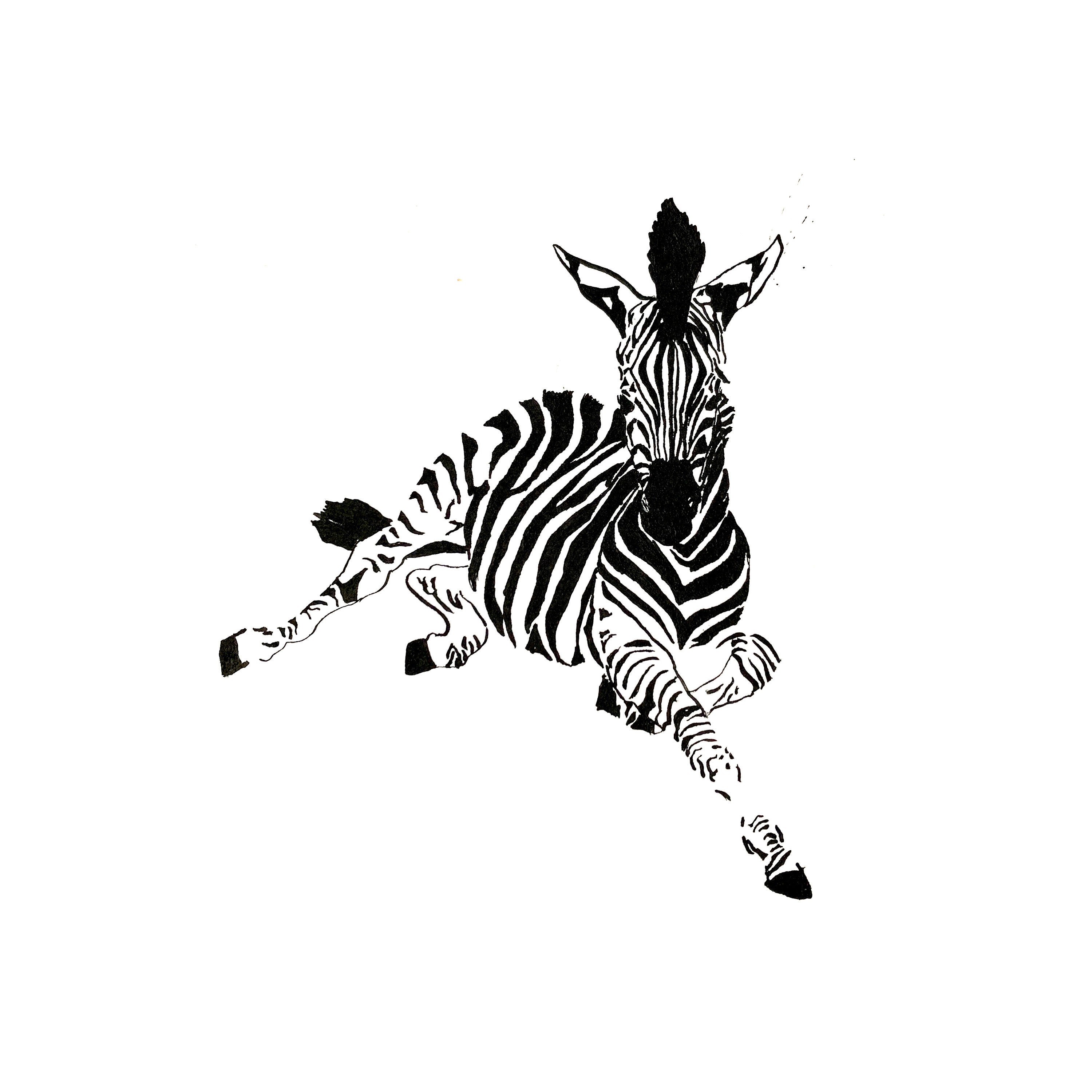 Young Zebra Ink Sketch, Ink Drawing, Pen and Ink, Black and White, Fine ...