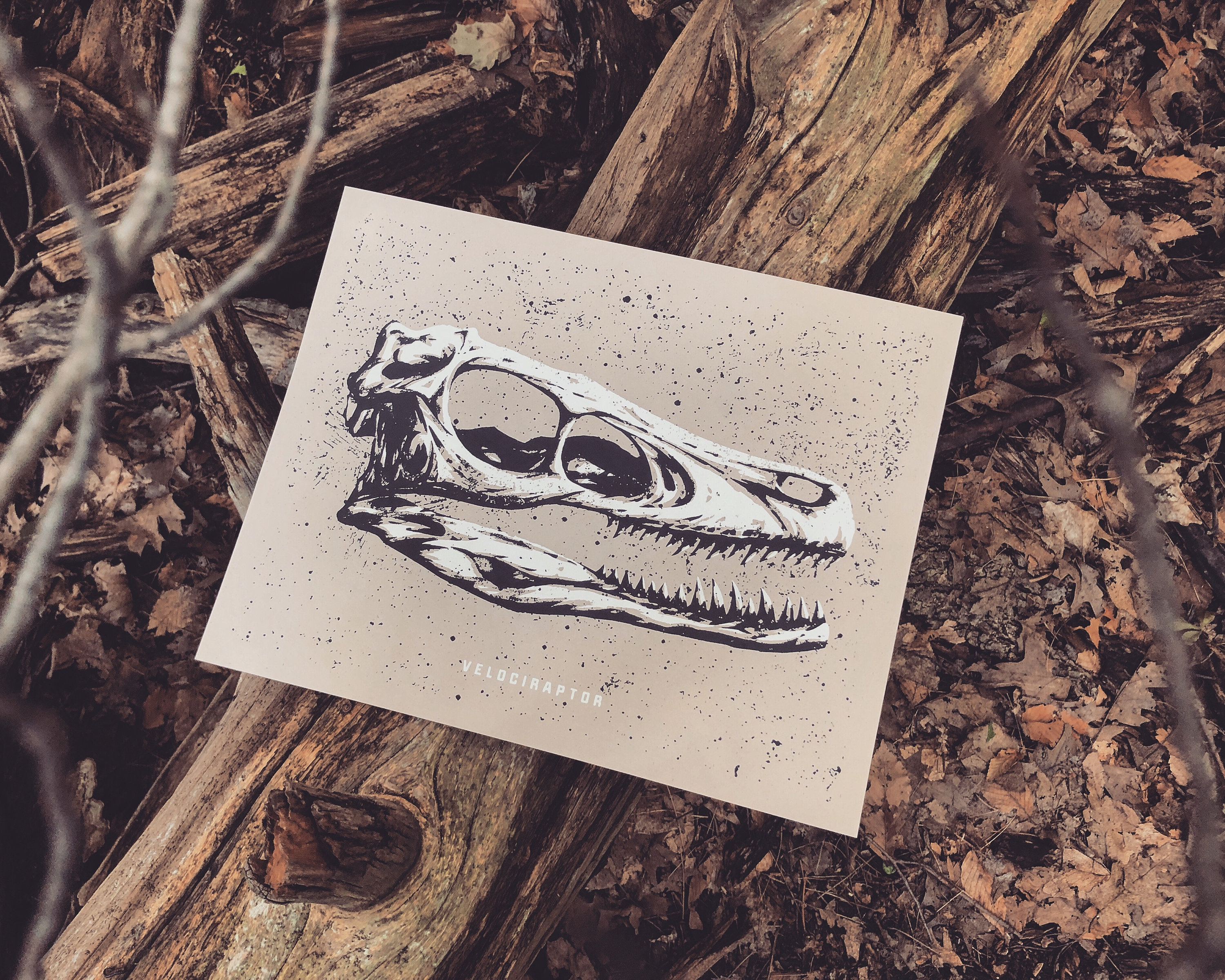 Velociraptor Skull Drawing