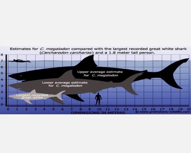 Megalodon Shark Tooth 4.04” Prehistoric Apex Predator-authentic Fossil ...