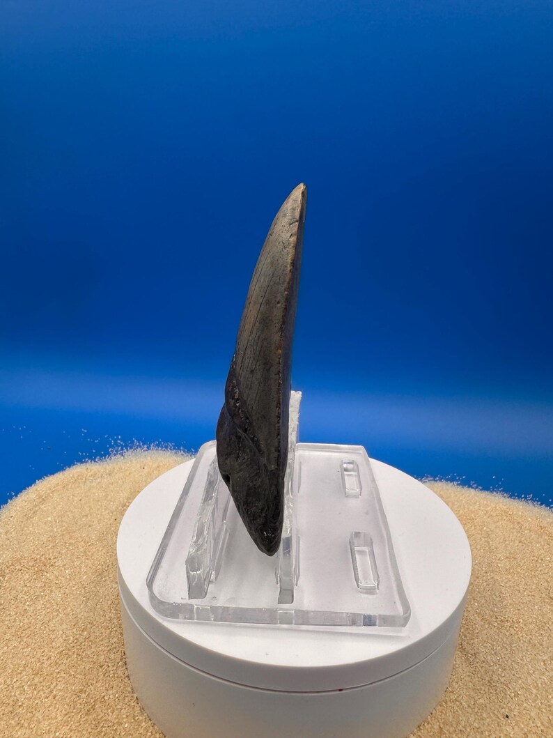Megalodon Shark Tooth 4.24” Prehistoric Apex Predator-authentic Fossil ...