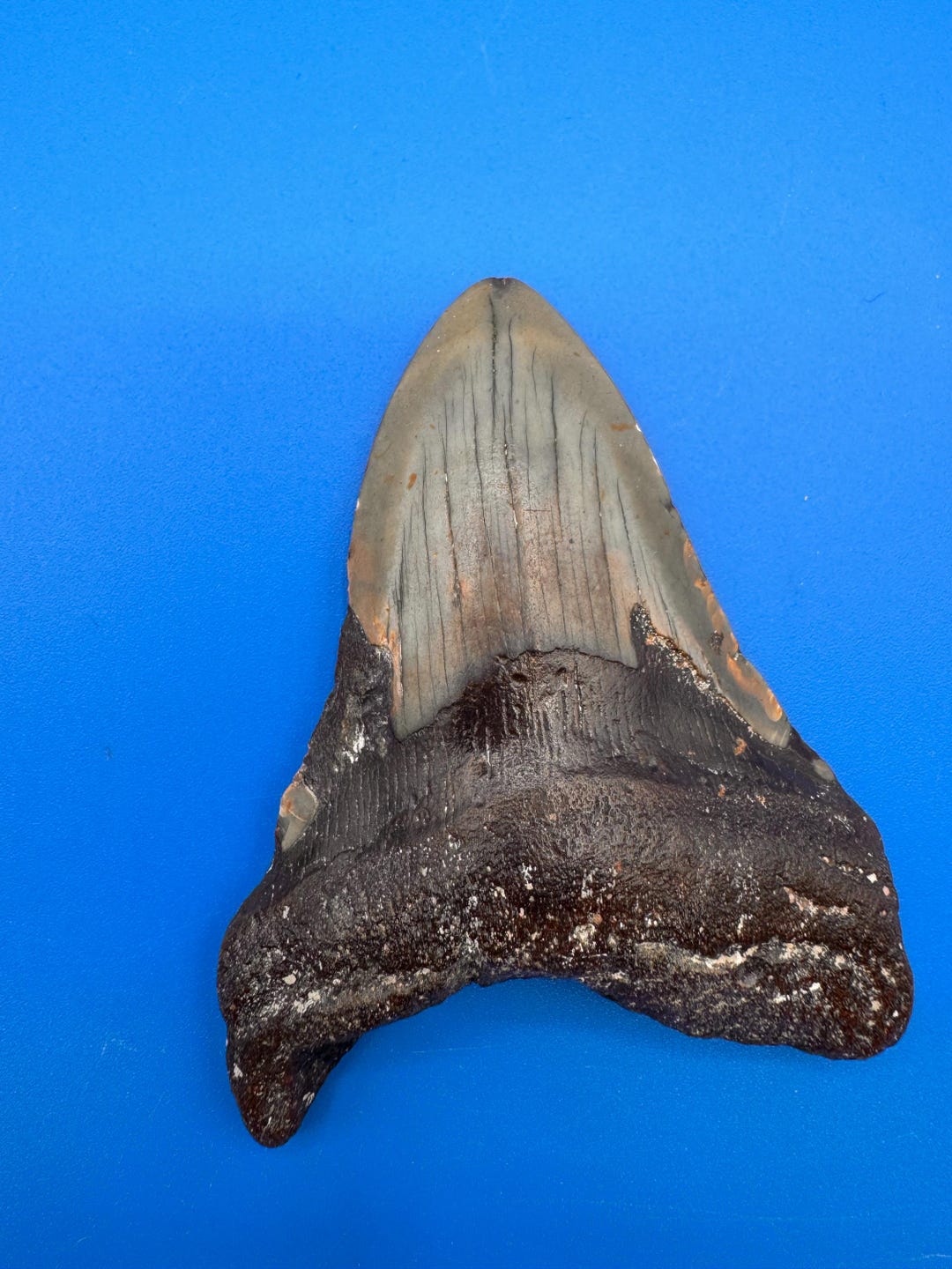 Megalodon Shark Tooth 4.0” Prehistoric Apex Predator-authentic Fossil ...