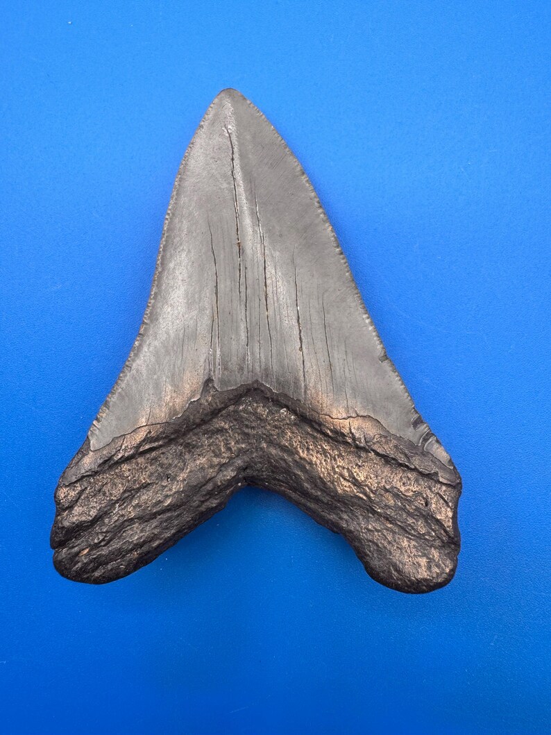 Megalodon Shark Tooth 4.0” Prehistoric Apex Predator-authentic Fossil ...