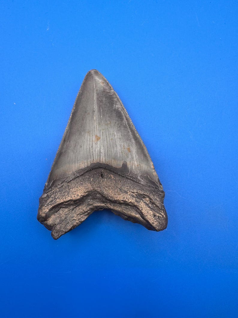 Megalodon Shark Tooth 4.04” Prehistoric Apex Predator-authentic Fossil ...
