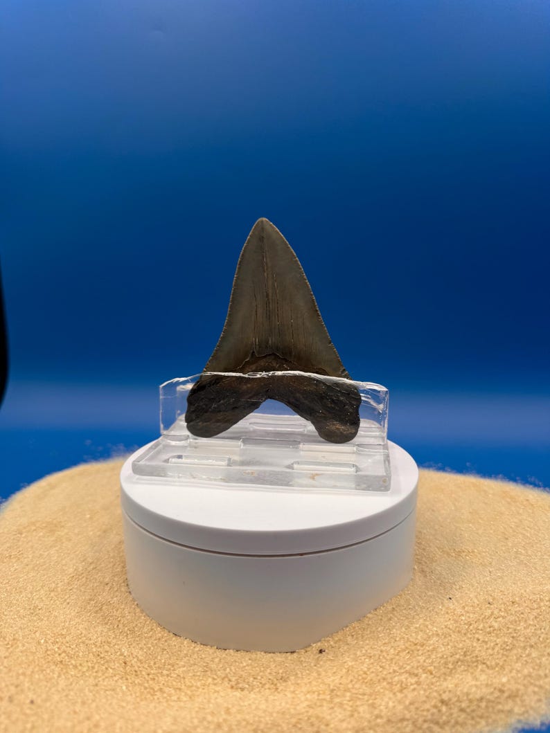 Megalodon Shark Tooth 4.0” Prehistoric Apex Predator-authentic Fossil ...