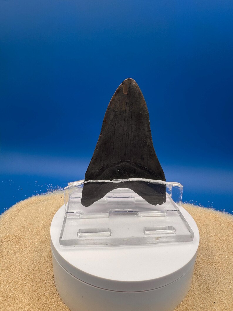 Megalodon Shark Tooth 4.24” Prehistoric Apex Predator-authentic Fossil ...