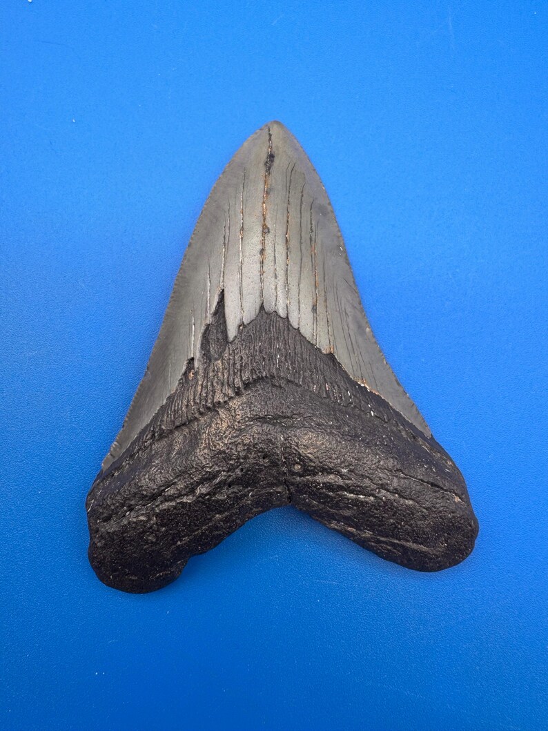 Megalodon Shark Tooth 4.0” Prehistoric Apex Predator-authentic Fossil ...