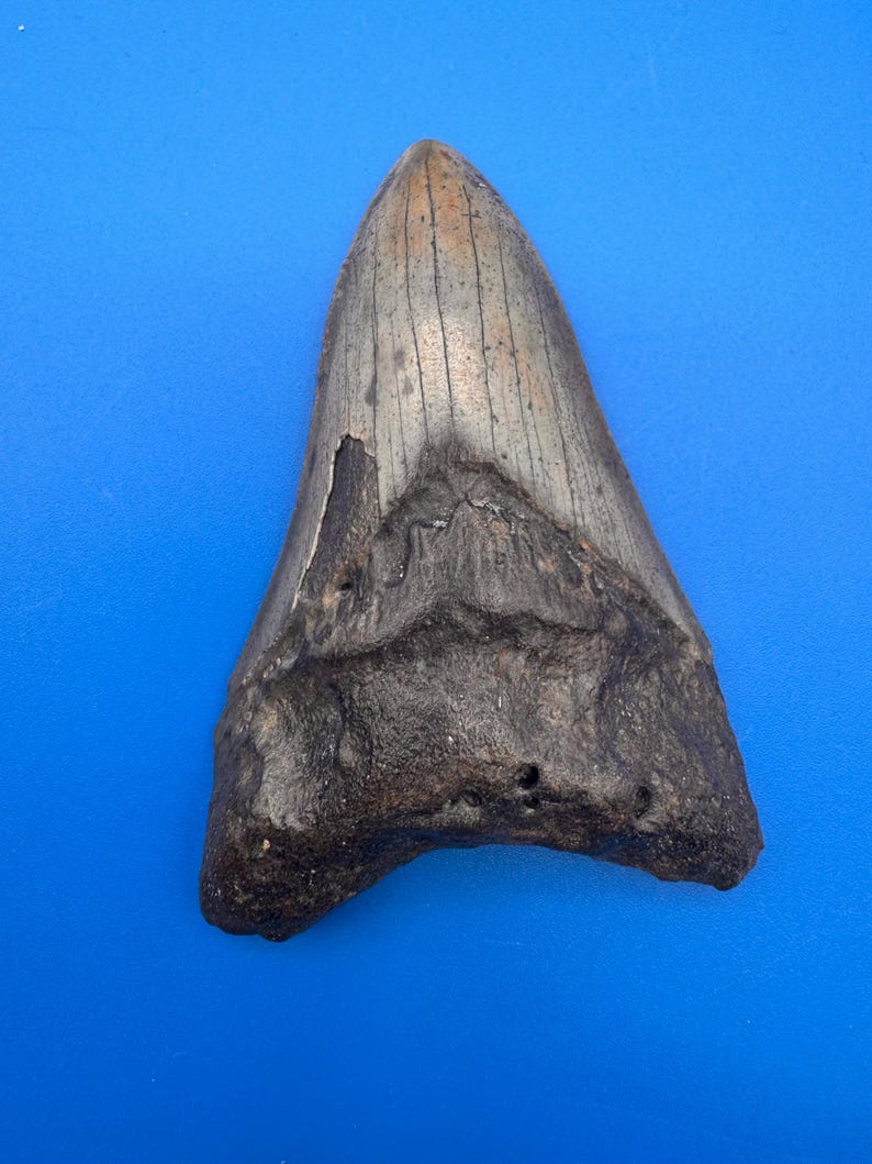 Megalodon Shark Tooth 4.24” Prehistoric Apex Predator-authentic Fossil ...