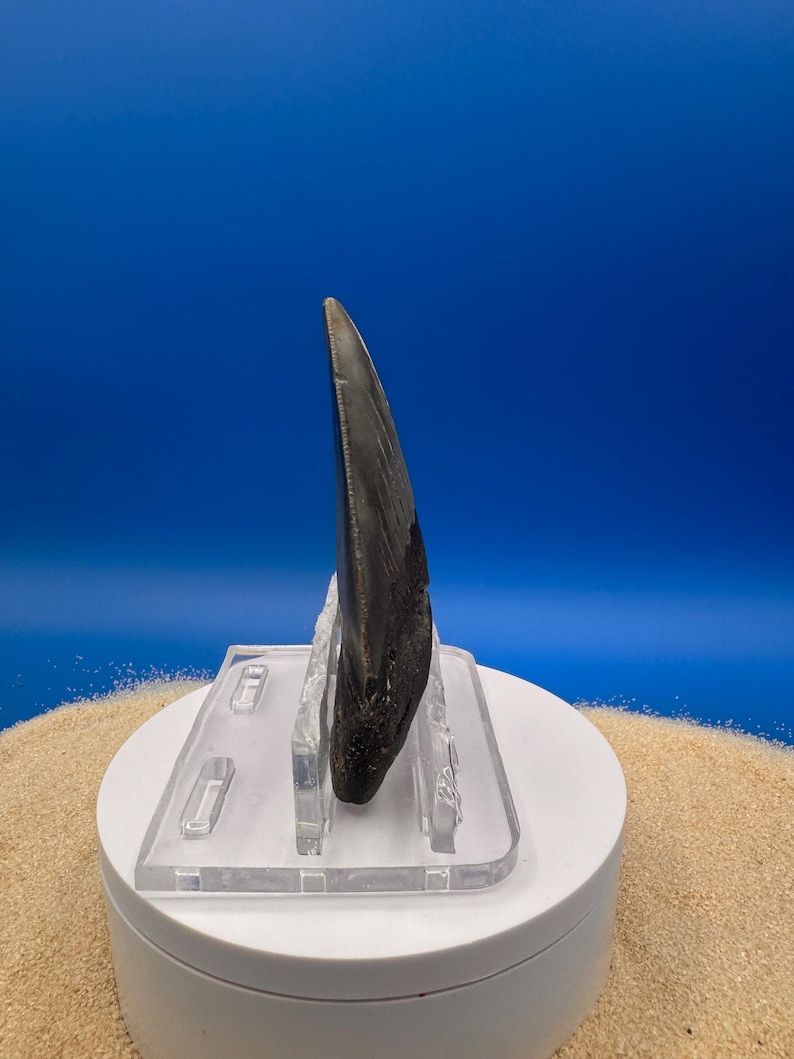 Megalodon Shark Tooth 4.04” Prehistoric Apex Predator-authentic Fossil ...