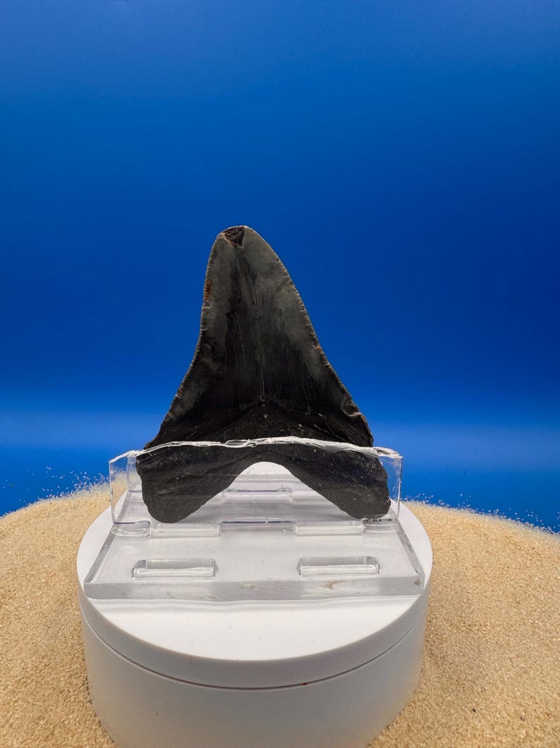 Megalodon Shark Tooth 4.27” Prehistoric Apex Predator-authentic Fossil ...