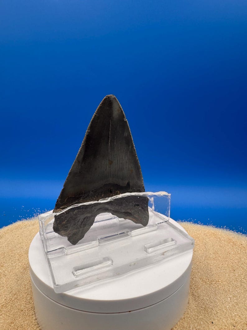 Megalodon Shark Tooth 4.04” Prehistoric Apex Predator-authentic Fossil ...