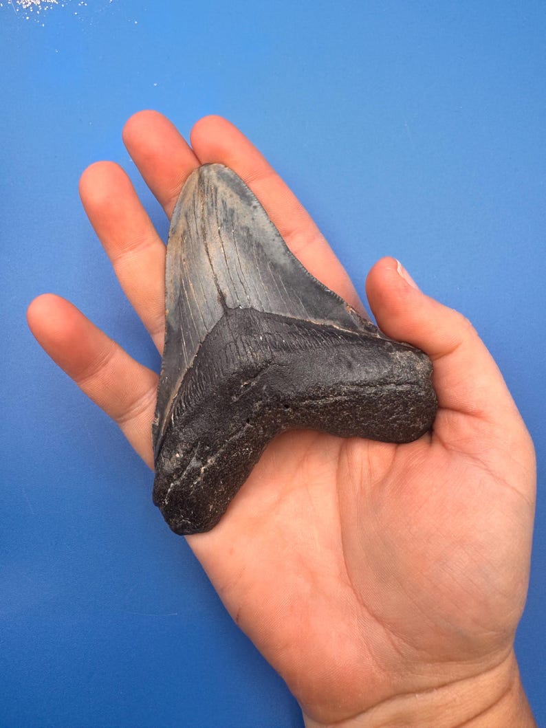 Megalodon Shark Tooth 4.27” Prehistoric Apex Predator-authentic Fossil ...
