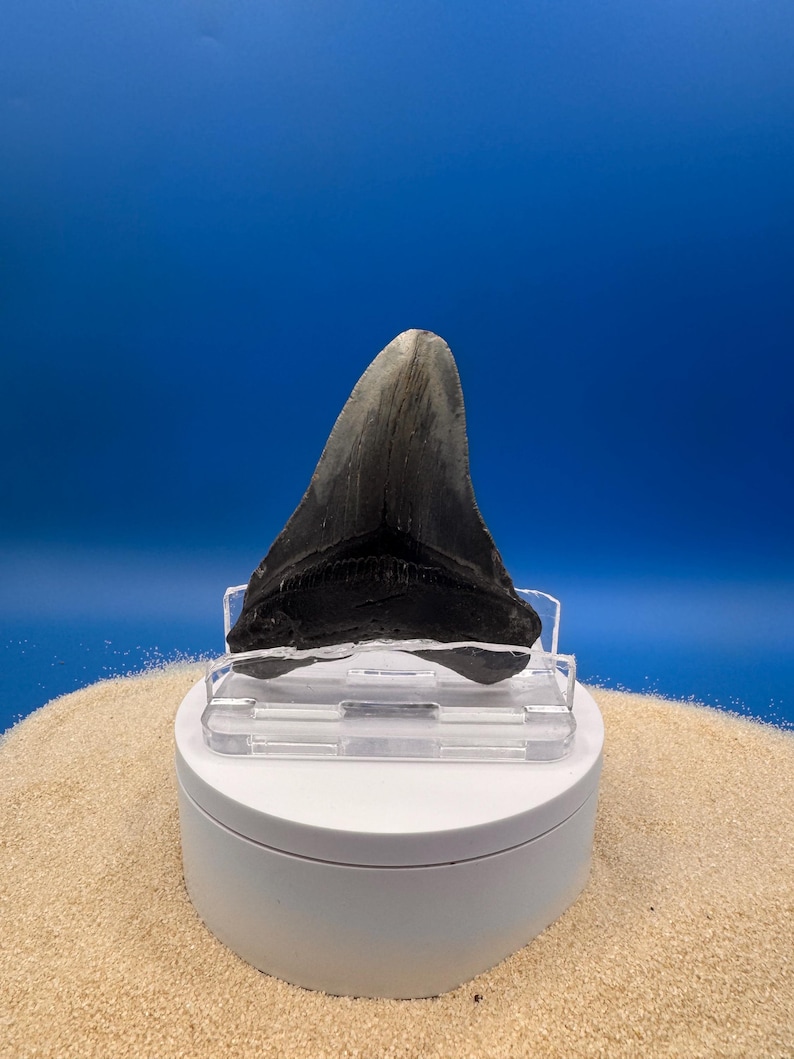 Megalodon Shark Tooth 4.27” Prehistoric Apex Predator-authentic Fossil ...