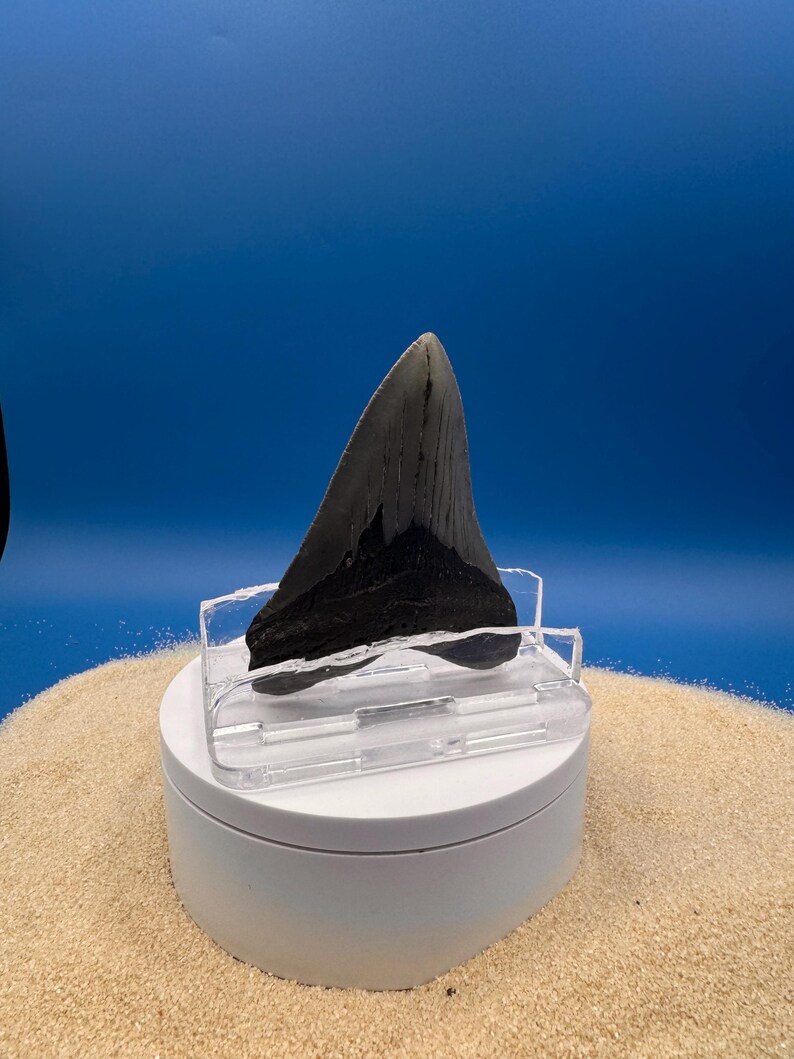 Megalodon Shark Tooth 4.0” Prehistoric Apex Predator-authentic Fossil ...