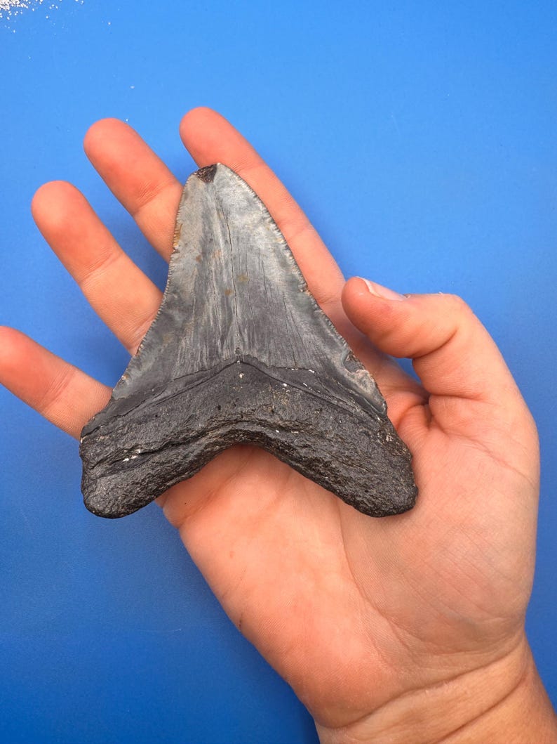 Megalodon Shark Tooth 4.27” Prehistoric Apex Predator-authentic Fossil ...