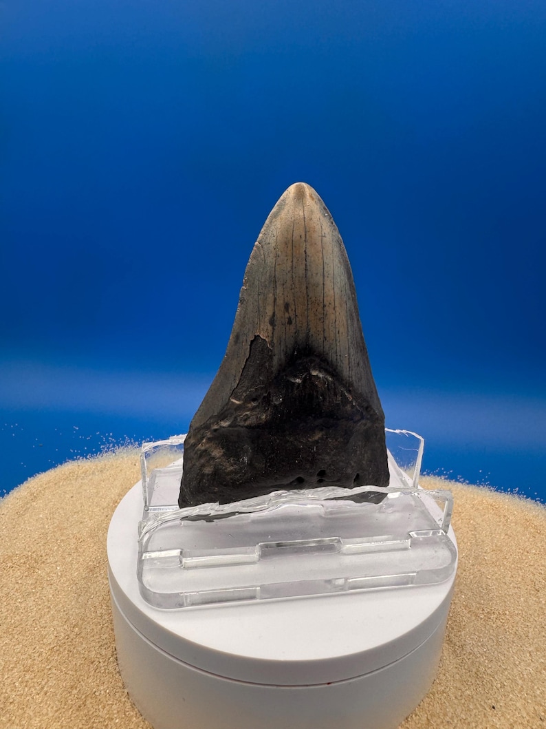 Megalodon Shark Tooth 4.24” Prehistoric Apex Predator-authentic Fossil ...