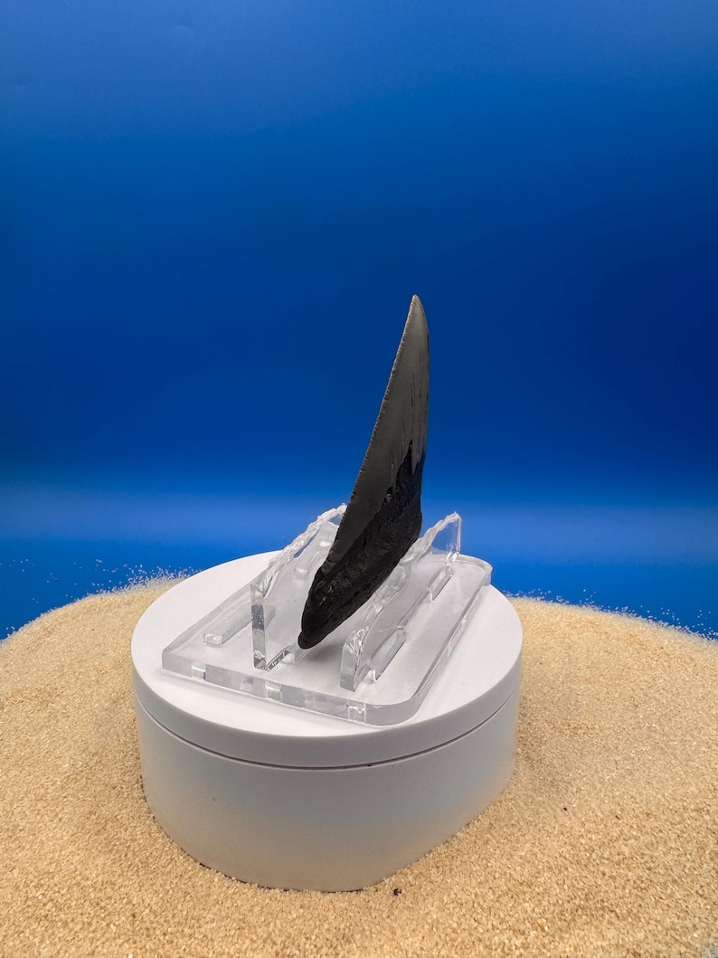 Megalodon Shark Tooth 4.0” Prehistoric Apex Predator-authentic Fossil ...