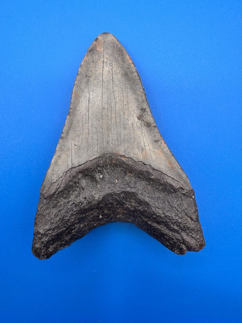 Megalodon Shark Tooth 4.24” Prehistoric Apex Predator-authentic Fossil ...