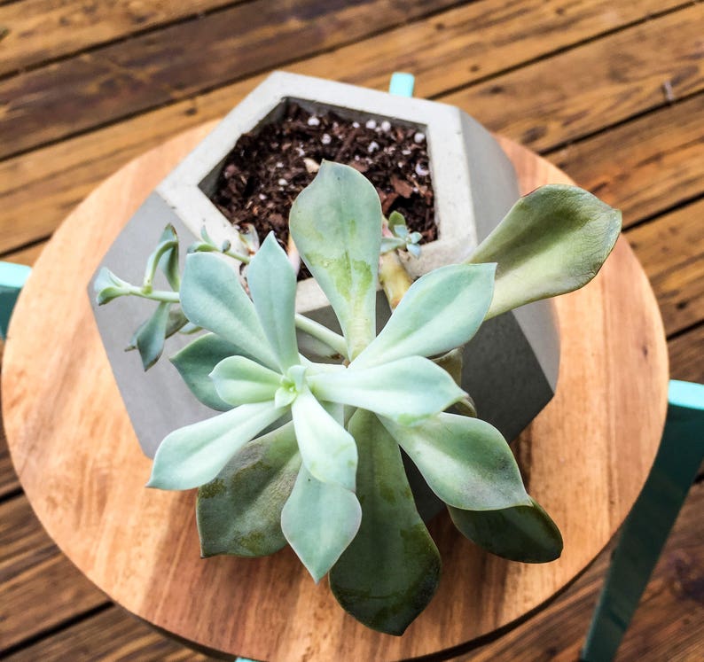 Large Concrete Planter Geometric Concrete Planter - Etsy