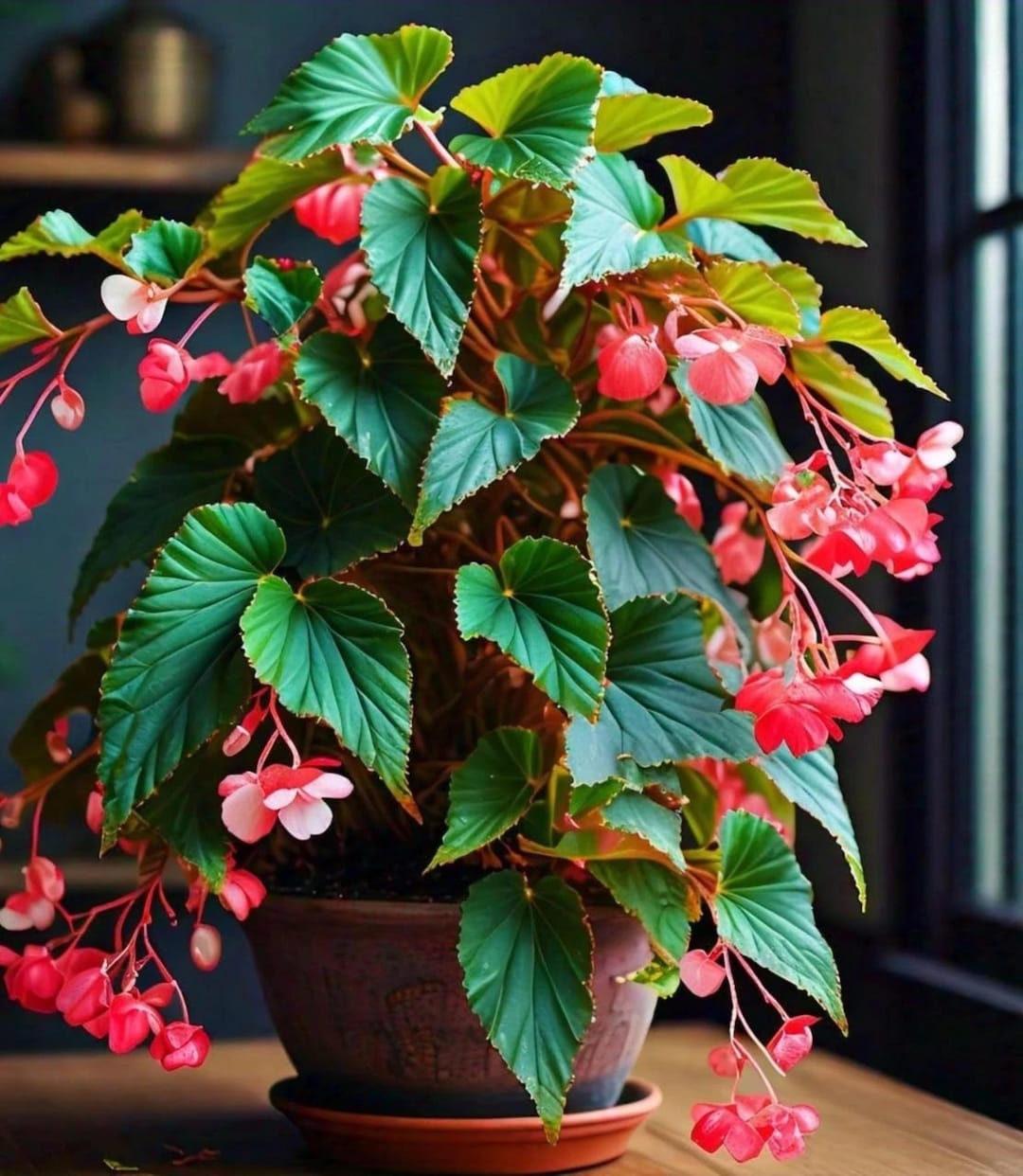 Imported Weeping Begonia Flower Bulbs - Etsy